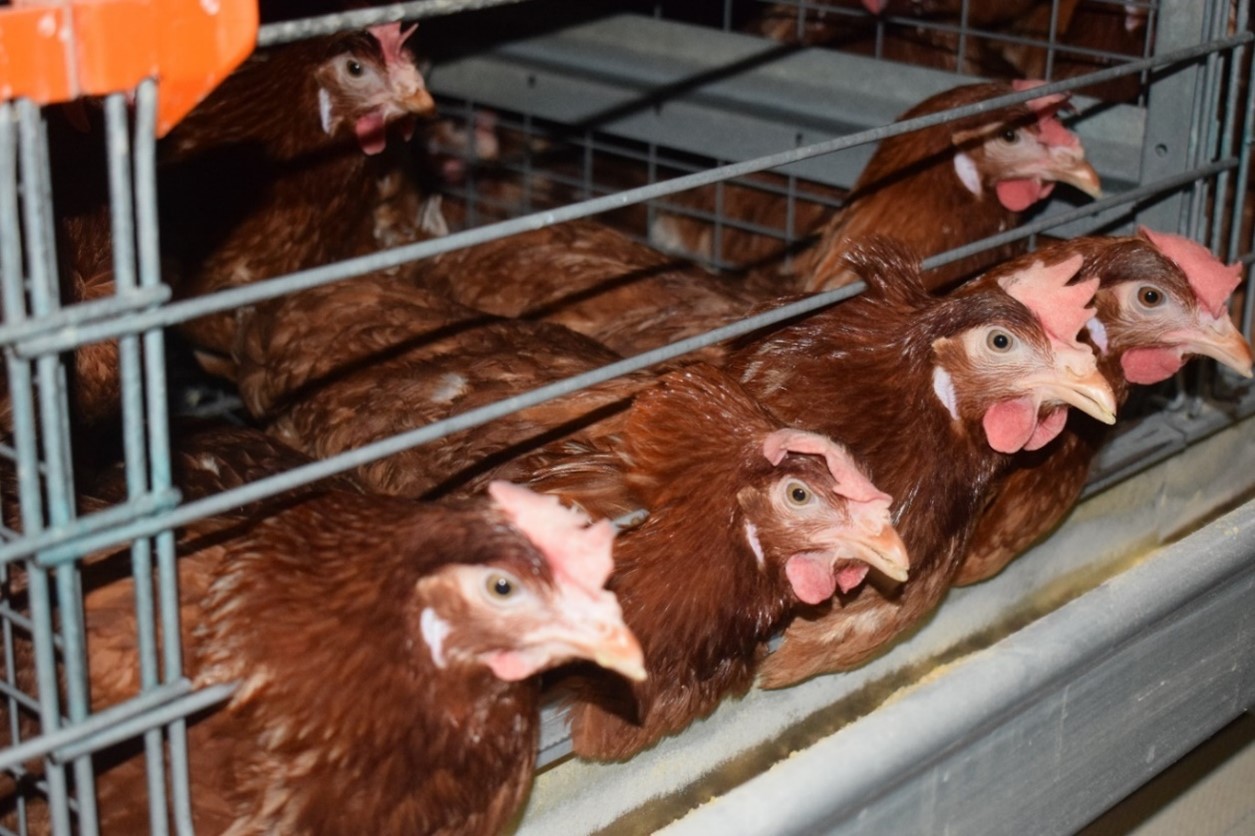 Avian Influenza Bird Flu